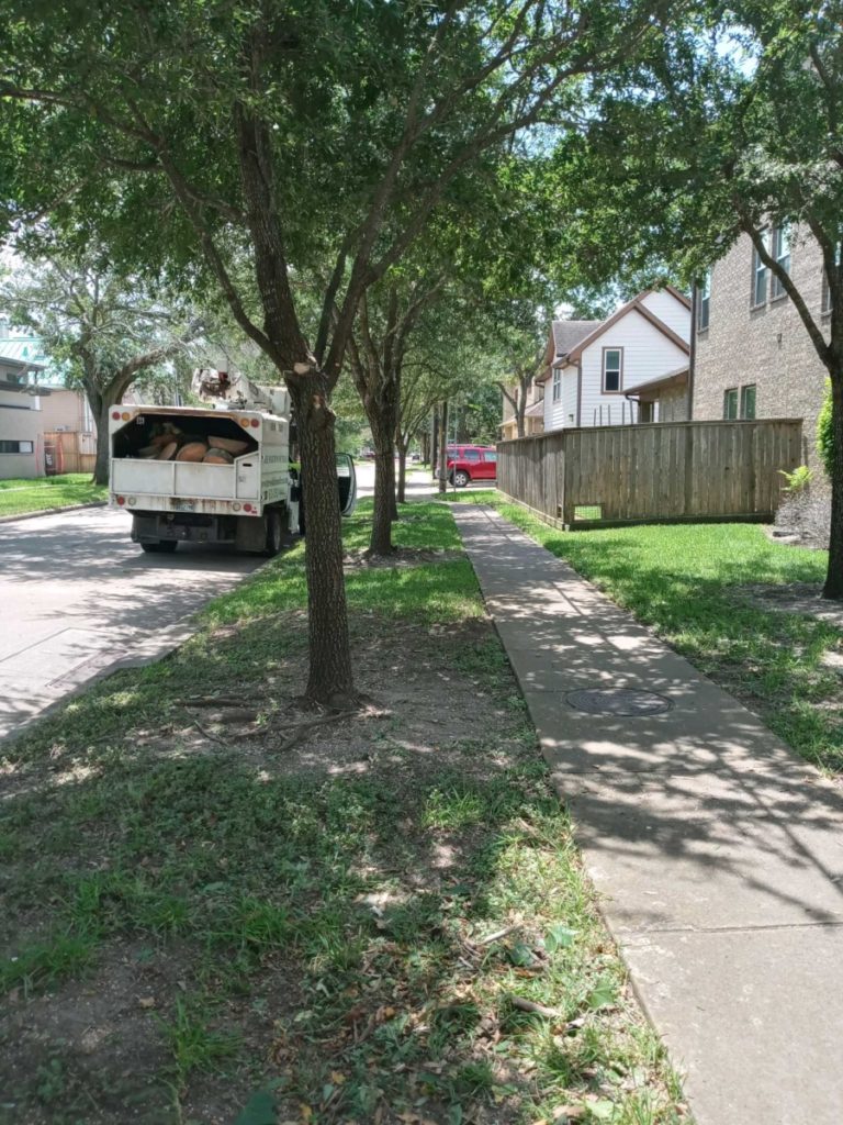 HOA Tree Management | Tree Solutions of Texas